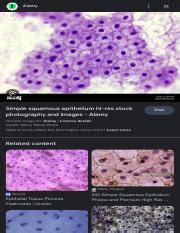 Simple Squamous Epithelium Google Search Pdf Alamy Simple Squamous Epithelium Hi Res Stock