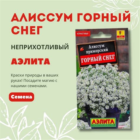 Алиссумы Аэлита Алиссум_белый - купить по выгодным ценам в интернет ...
