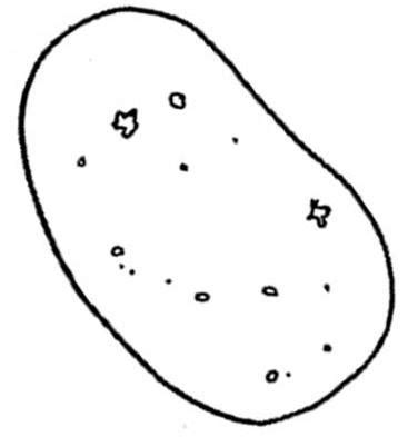 DIBUJOS PARA COLOREAR PINTAR IMAGENES DIBUJOS DE LA PAPA O PATATA PARA