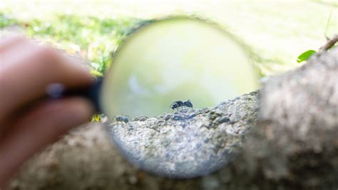 Identifying Your Ants The 6 Most Common In Central Florida