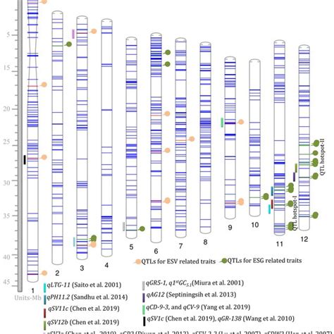 Phenogram Plot Showing The Forty Three Quantitative Trait Loci Qtls