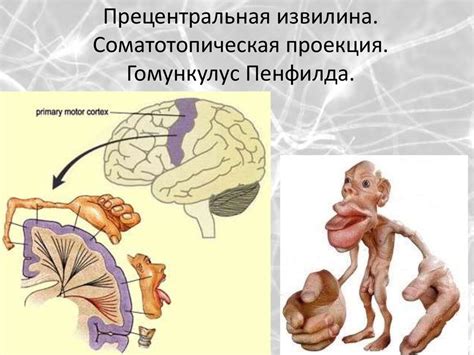 Кора полушарий головного мозга Расстройства высших корковых функций