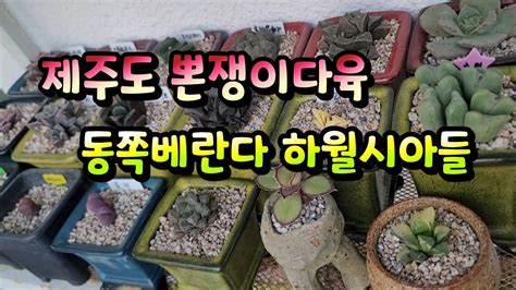 뽄쟁이다육 베란다 하월시아들 하월시아 다육이 다육식물 다육이키우기 Youtube