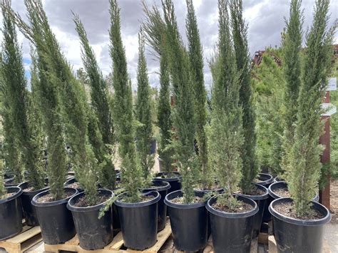 How To Care For Potted Cypress Trees