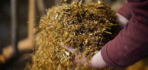 What The Ideal Tmr Looks Like — And How To Create It Alltech