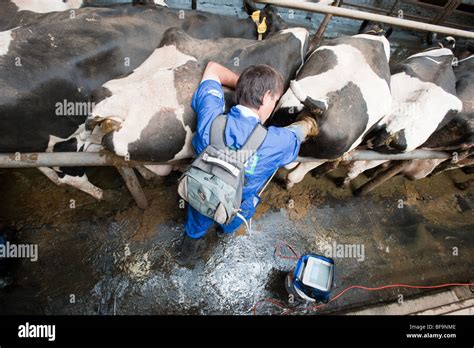 Dairy Cow Testing At Wilfred Mccarty Blog