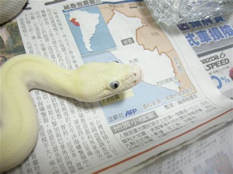 Leucistic Burmese Python