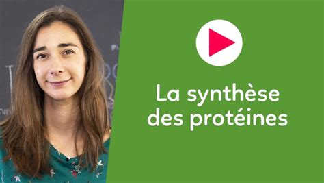 La Synth Se Des Prot Ines Svt Premi Re Les Bons Profs