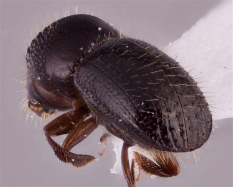 चिया बोटमा लाग्ने सामान्य किराहरू र तिनीहरूलाई कसरी व्यवस्थापन गर्ने