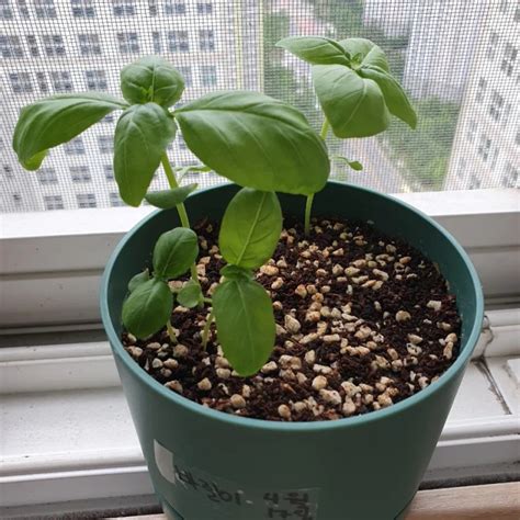 반려 식물 2 다이소 바질 재배 키트 50일후의 모습 🌱 네이버 블로그