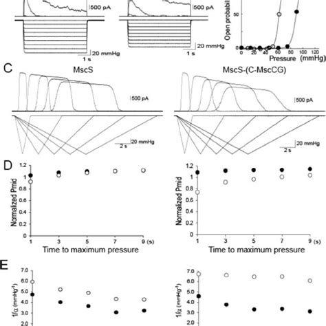 The Structural Feature Of MscCG And MscS A Second Structure Of MscCG Download Scientific
