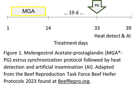 Options For Estrus Synchronization This Breeding Season