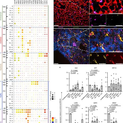 Single Cell Transcriptomic Map Of Human Liver Development A Schematic