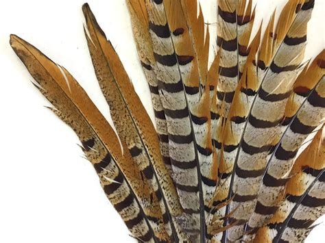 10 Pieces 18 20 Natural Reeves Venery Pheasant Feathers Moonlight