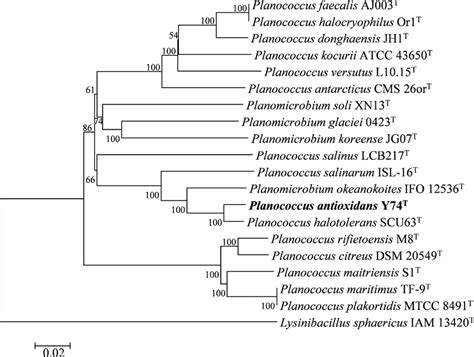 Neighbor Joining Phylogenetic Tree Based On 25 Concatenated