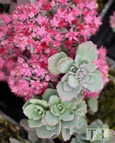 Sedum Cauticolum 4″ Online Store Bremerton City Nursery