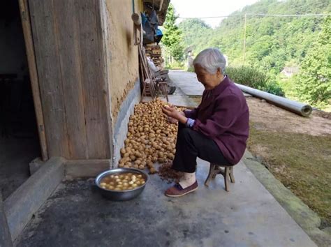 曾经卖不动的五峰山货，如今变成网红爆款澎湃号·政务澎湃新闻 The Paper