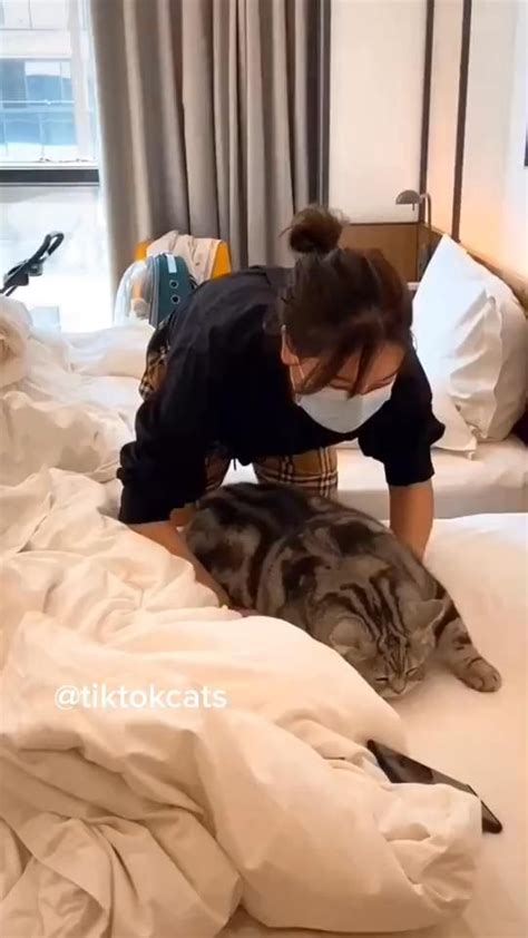 Видео Is This The Biggest Cat Youve Ever Seen Смешные котята