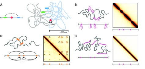 Tads Require Long Range Insulation A Illustration Of A Genomic Region