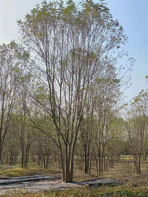 丛生白蜡