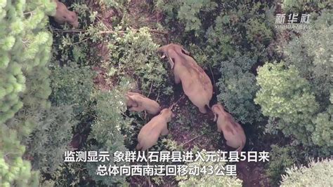 云南北移亚洲象群近5日向西南迂回移动43公里自然动物好看视频