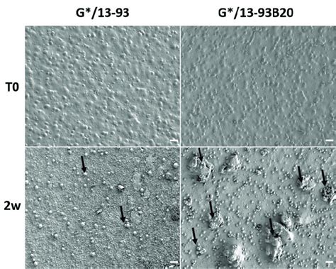 Sem Image Of The Hybrids Surface Before And After 14 Days Of Immersion