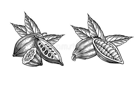 Cocoa Beans Stock Vector Illustration Of Drawn Decorative