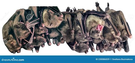 The Bats Hang Upside Down Huddled Closely To Each Other Cartoon