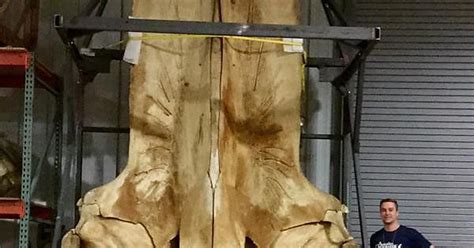 This Is A Skull From A Imgur