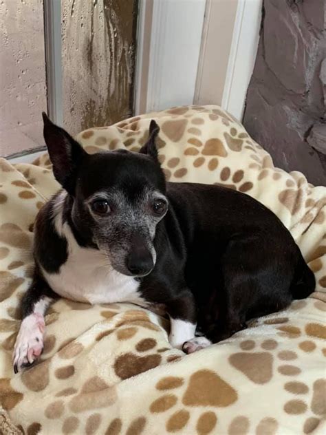 Adopt Pebbles On Petfinder Homeless Pets Pet Adoption Dog Adoption