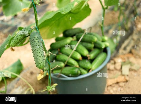Cucumber Growing In Garden Blurred Image Of Bucket With Freshly