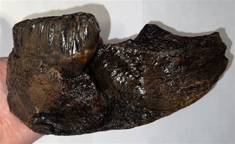 Authentic Ice Age Woolly Mammoth Jaw With Tooth For Sale Jakos