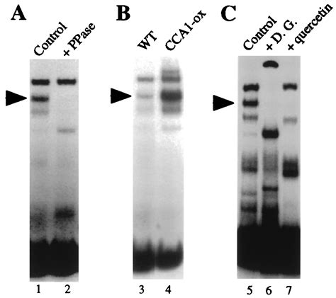 Protein Kinase Ck2 Interacts With And Phosphorylates The Arabidopsis