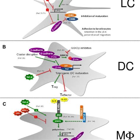 The E Cadherin Catenin Complex And Its Impact On Intracellular Download Scientific Diagram