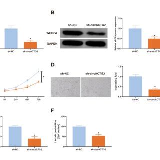 EGCG Concentration Dependently Restrains Cell Viability Angiogenesis