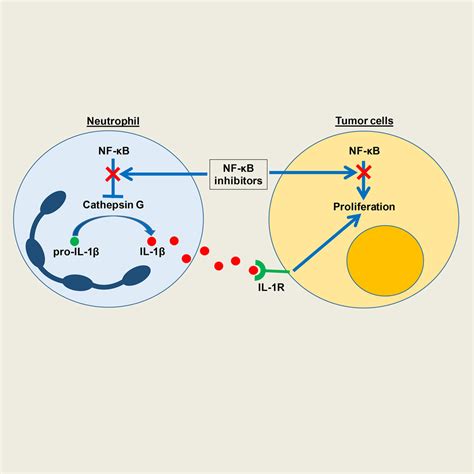 Neutrophil Derived Il 1β Impairs The Efficacy Of Nf κb Inhibitors