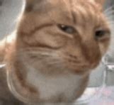 Cat Memes S Tenor