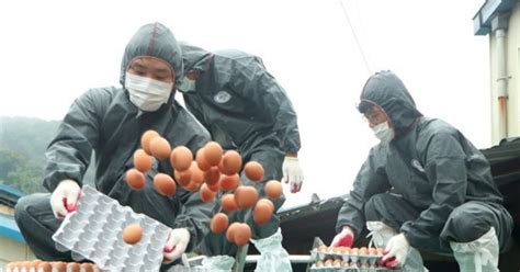 시민단체 살충제 계란 파동 농림부장관·식약처장 고발