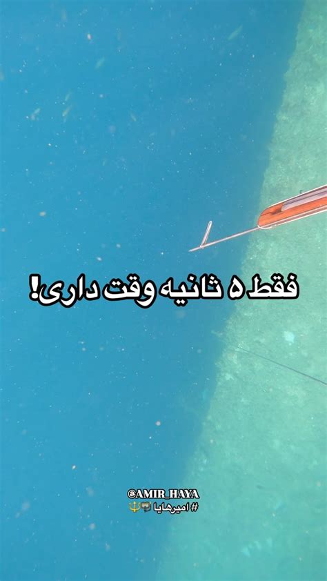 ‎امیر هایا‎ ‎نهنگ مادر در کنار فرزندش همون سخت پوست هایی که گفتم