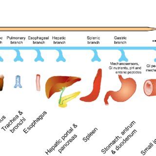 Major Vagal Afferent Innervation The Majority Of The Vagus Nerve Is