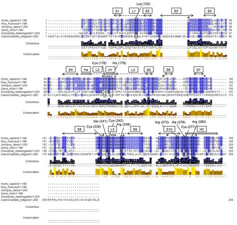p53 dna binding domain sequence alignment of homo sapiens mus