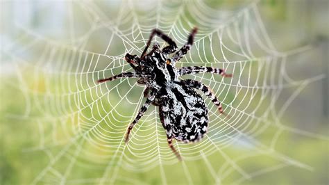 7 Black Fuzzy Spider With White Spots Id With Photo