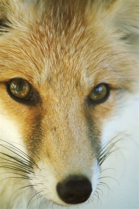 Fox Stock Photo Image Of Autumn Curiosity Portrait