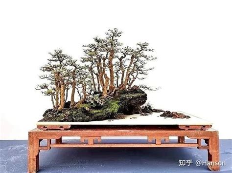 密在水旱丛林盆景中的应用 知乎