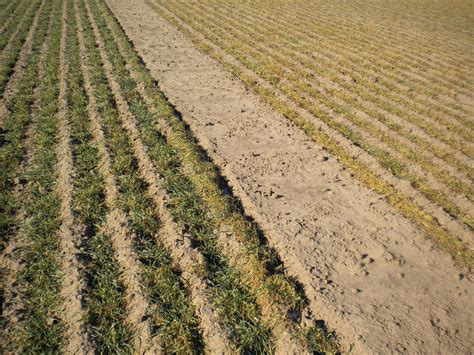 Rye Versus Wheat Ehmke Seed