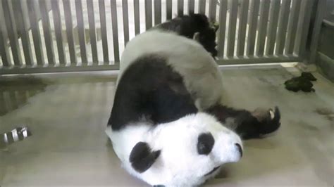 神戸市立王子動物園（公式） On Twitter 今日は通路でも🤭 きょうのタンタン 王子動物園 ジャイアントパンダ