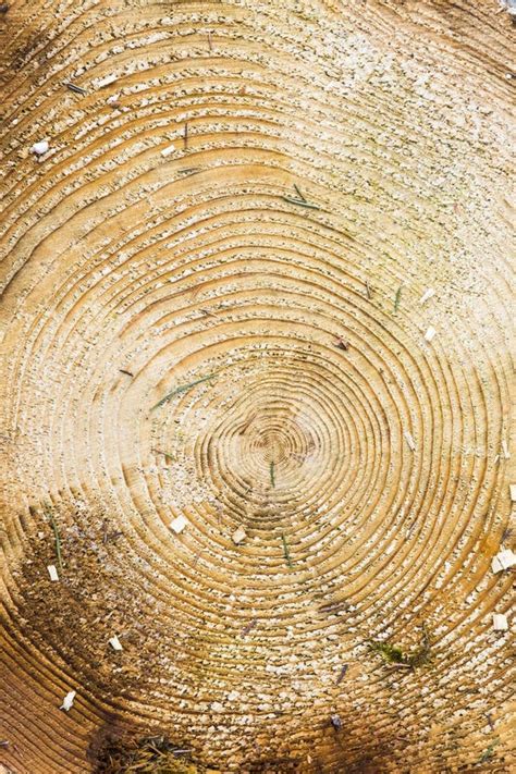 Wood Texture With Tree Rings Stock Image Image Of Life Structure