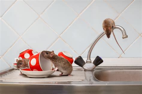 Rats Vs Mice How To Spot The Difference