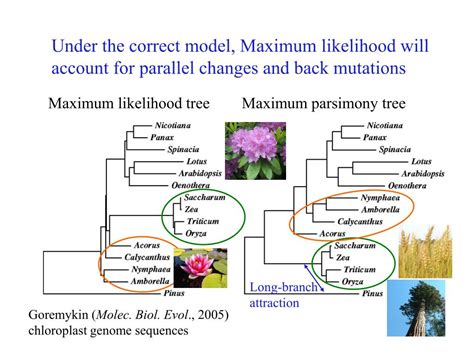 Ppt Lecture 5 Maximum Likelihood And Model Selection Powerpoint