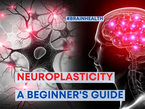 Neuroplasticity A Beginners Guide